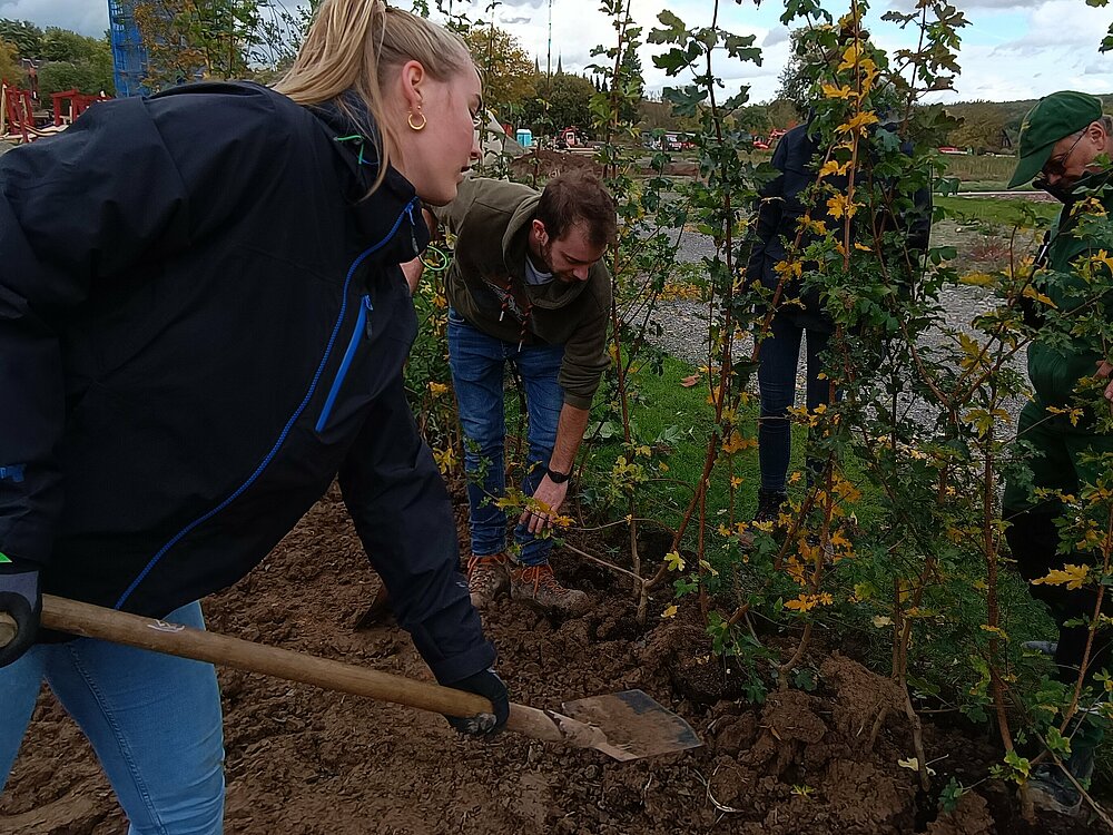 Studierende der TH OWL pflanzen Nieheimer Flechthecke für die ...